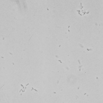 Campylobacter