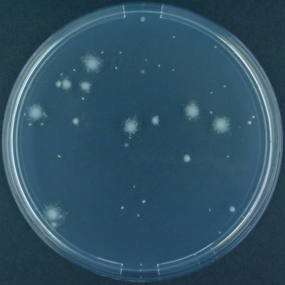 Pseudomonas fluorescens