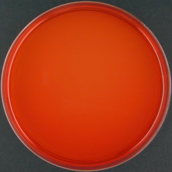 Palcam Agar (Palcam)