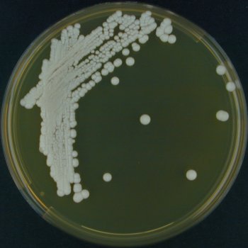 Candida albicans