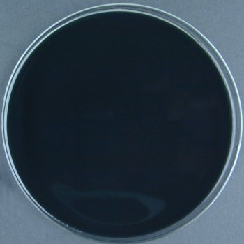 Charcoal Cephoperazone Desoxycholate Agar